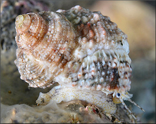 Turbo castanea Gmelin, 1791 Chestnut Turban